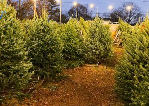 Types of Cut Christmas Trees - Phelps Nursery
