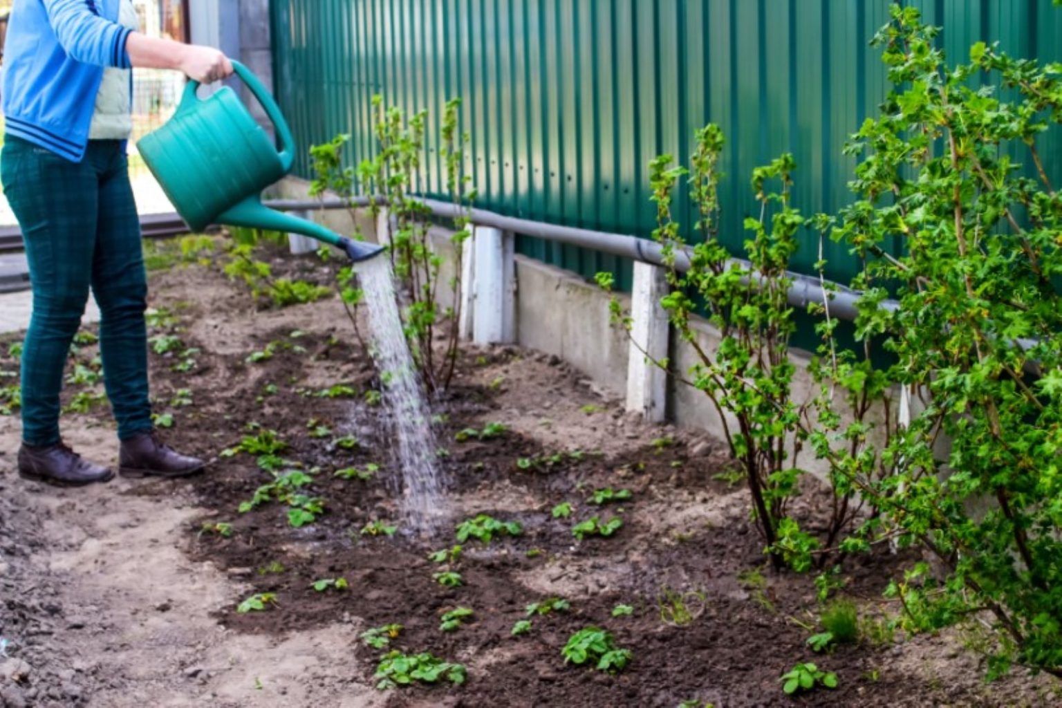Optimal Watering Frequency for a Thriving Garden - Phelps Nursery
